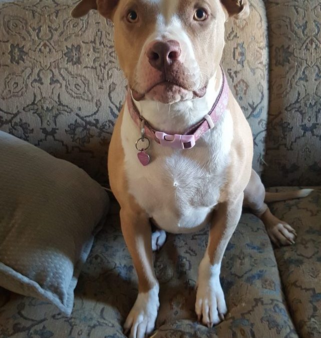 USA Pet Adoptions Archives - Pet Re-homing | Pet Adoptions | Pet Taxi ...